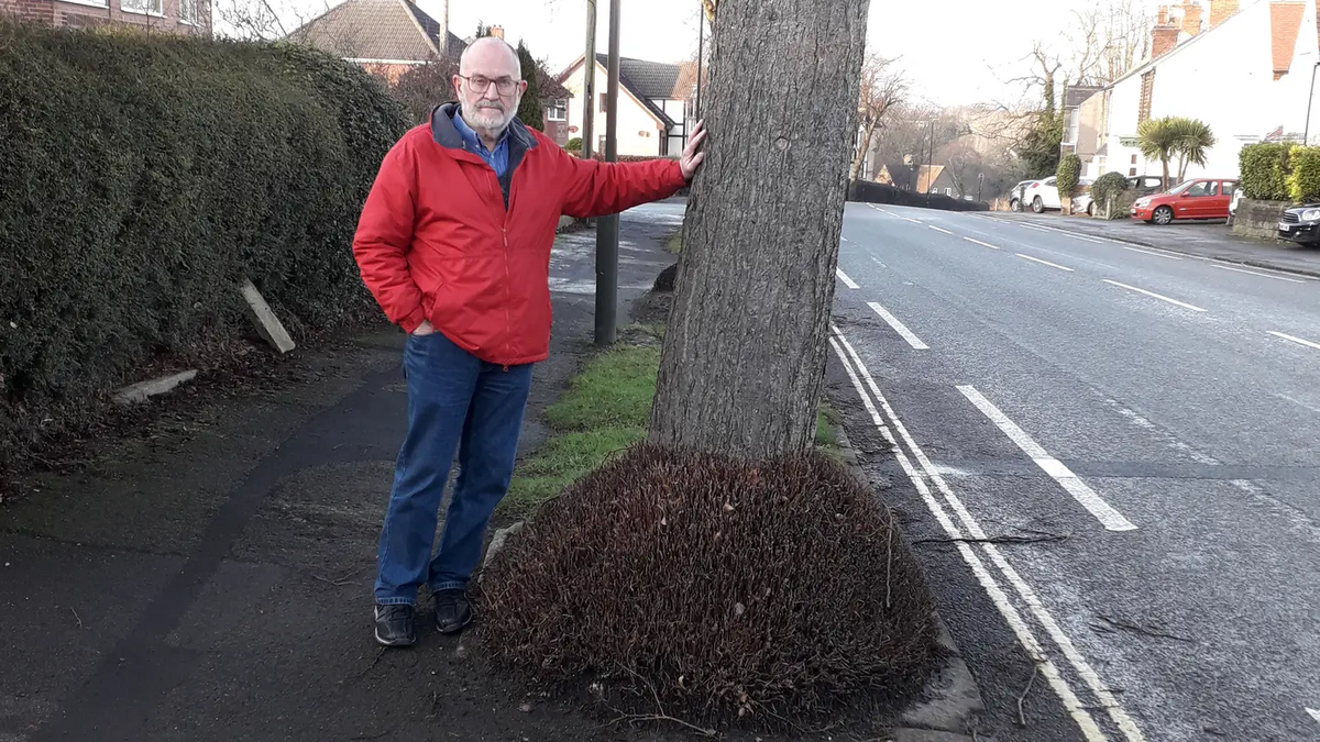 Residents petition Derbyshire County Council over 'half-hearted' pruned ...